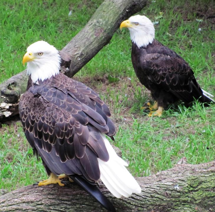 Double Eagle | Shutterbug